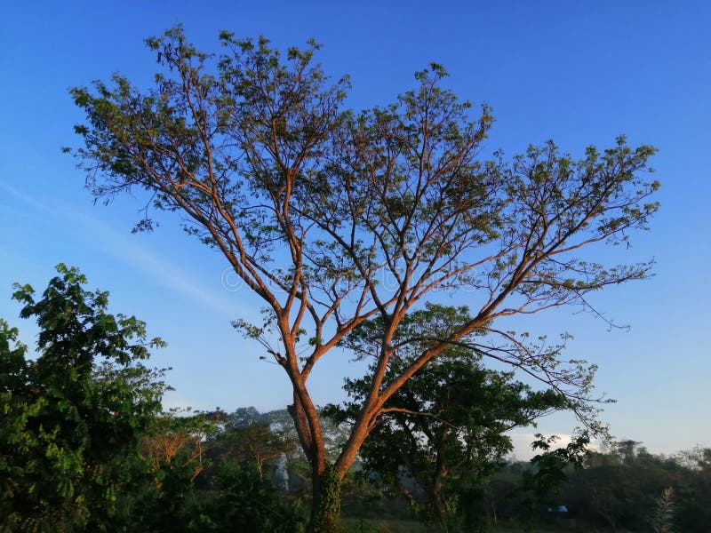 Acasia Tree among Other Trees Stock Photo - Image of savanna, plant ...