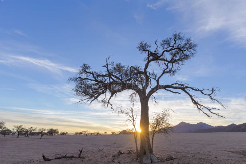 Acasia trees in Africa stock image. Image of acacia - 128776757