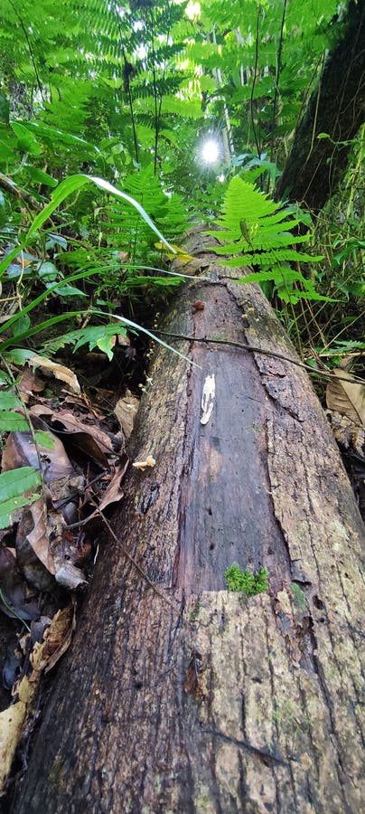 The Acasia Tree Trunk Old in the Jungle Stock Image - Image of leaf ...