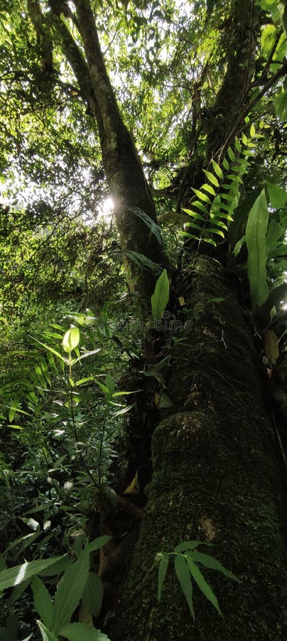 The Acasia Tree Trunk Old in the Jungle Stock Image - Image of stream ...