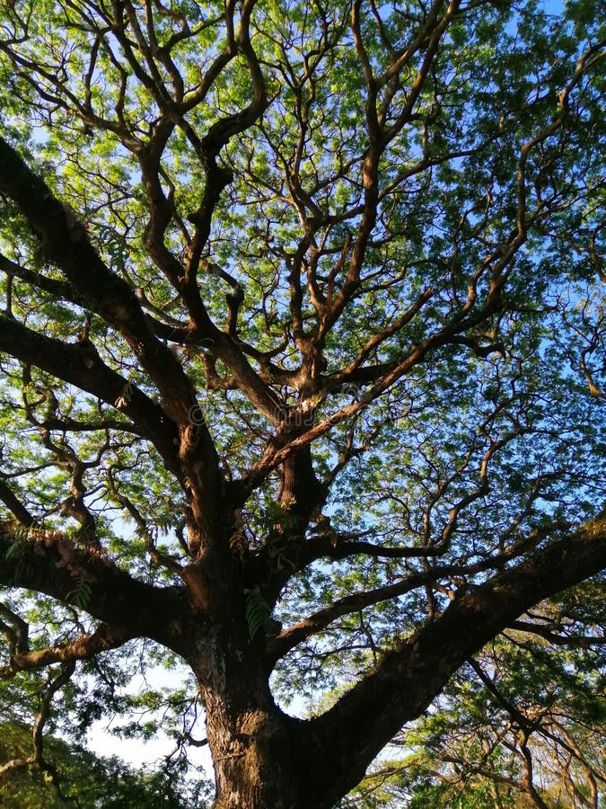Acasia Tree View Below. the Trunk, Branches and Twigs Stock Photo ...