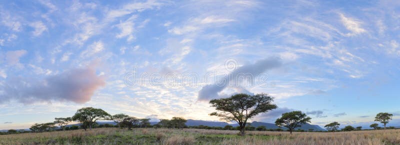 Acasia trees in Africa stock image. Image of acacia - 128776757
