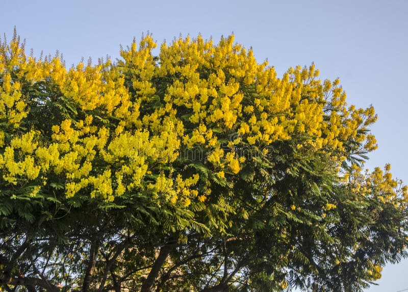 Acacia tree with flowers stock photo. Image of ornamental - 155602866