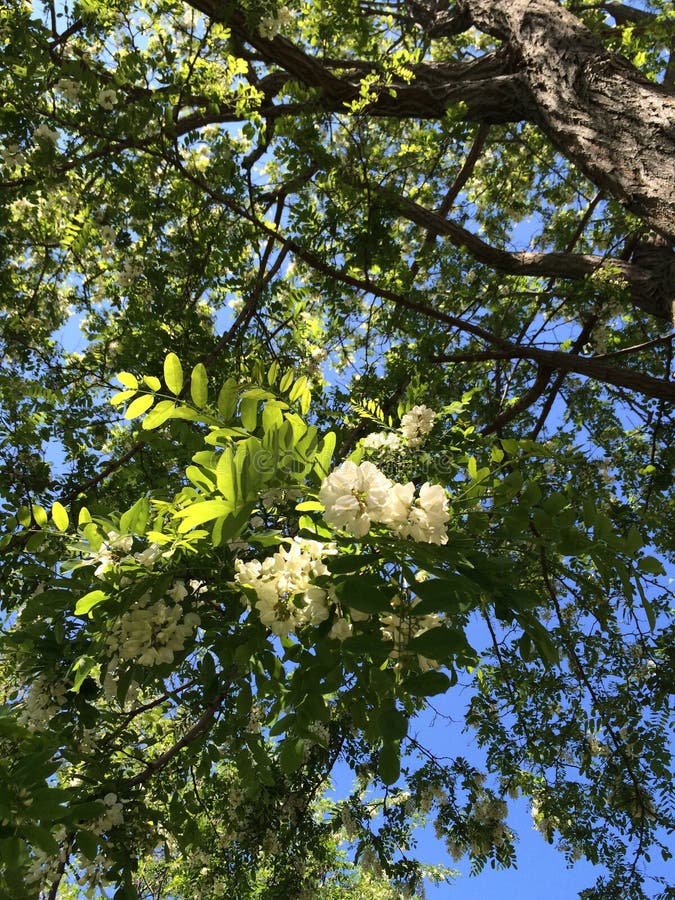 Accasia Tree Flower Stock Photos - Free & Royalty-Free Stock Photos ...