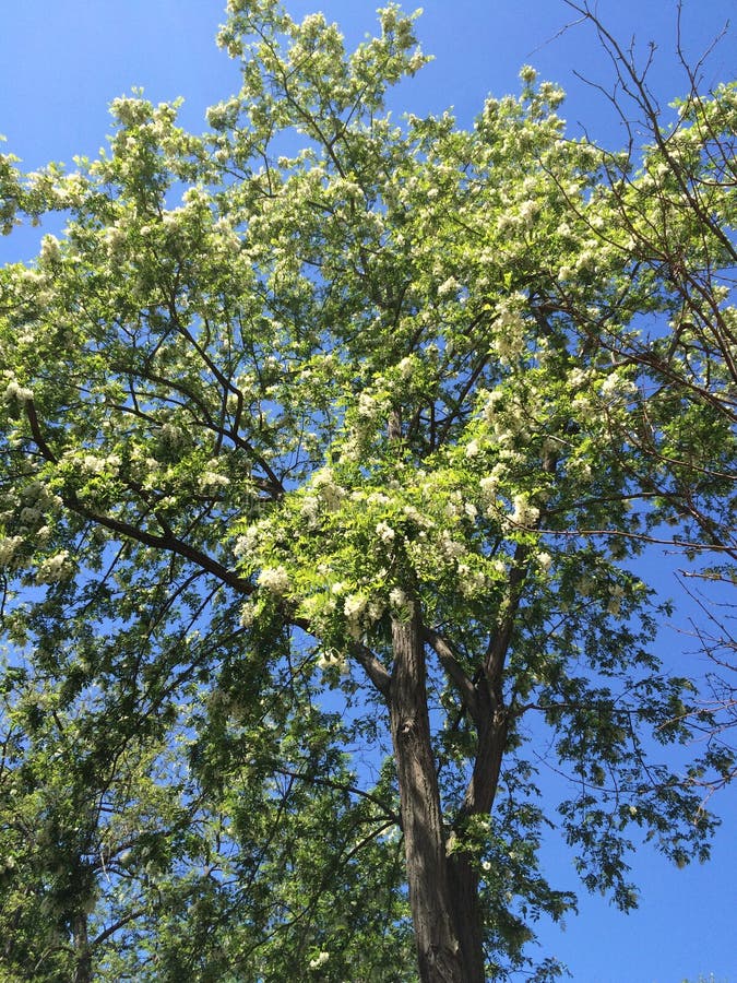 White Accasia Stock Photos - Free & Royalty-Free Stock Photos from ...