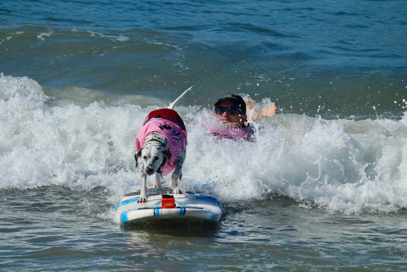 Dog Surfing Event in Huntington Beach California Editorial Stock Photo ...