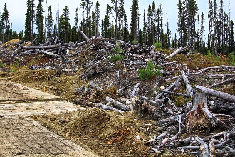 An Access Mat Road through a Logging Area Stock Photo - Image of clear ...