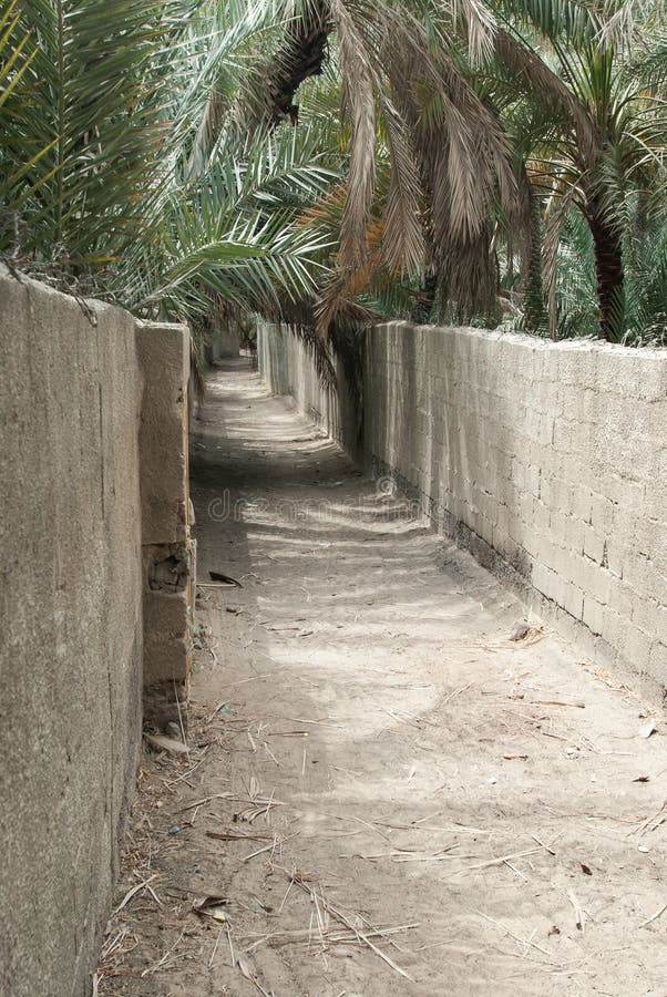 Access Roads and Tracks in a Date Palm Oasis Stock Photo - Image of ...