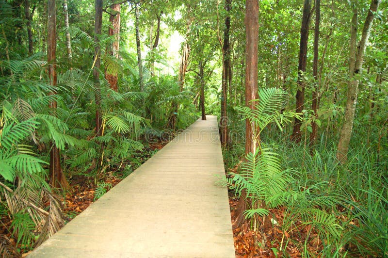 Wooden Path in Puyehue National Park, Pucon - Chile. Patagonian Hiking ...