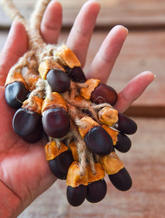 Accessories from Fruit Hog Plum Wild Stock Image - Image of diet, plant ...