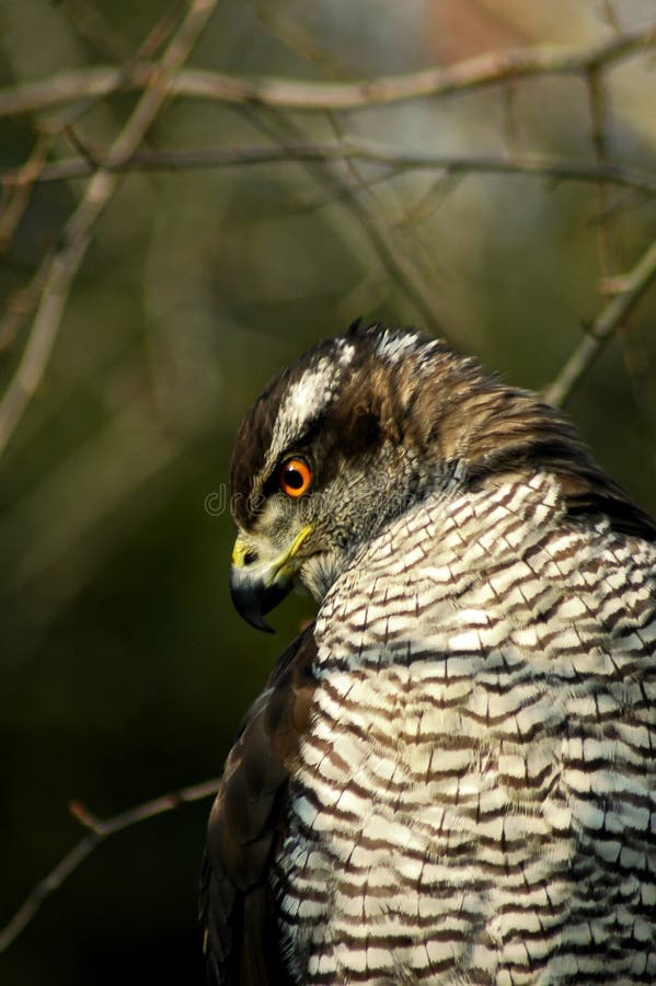 Accipiter gentilis stock image. Image of accipiter, gentilis - 18955583