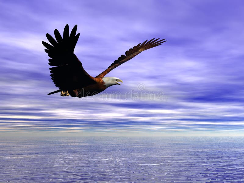 Accipitridae, American Bald Eagle. Stock Illustration - Illustration of ...