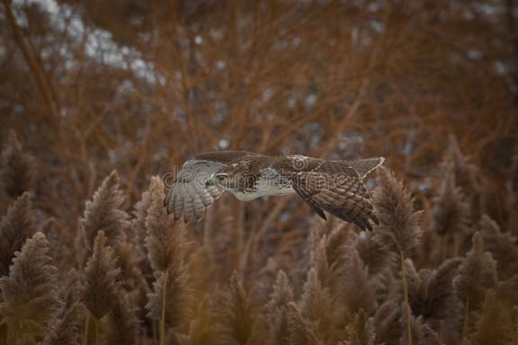 Accipitrinae (true Hawk) Flying in the Woods Stock Image - Image of ...
