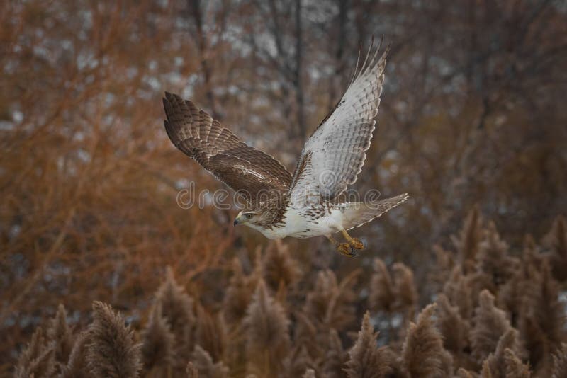 Accipitrinae True Hawk Woods Stock Photos - Free & Royalty-Free Stock ...