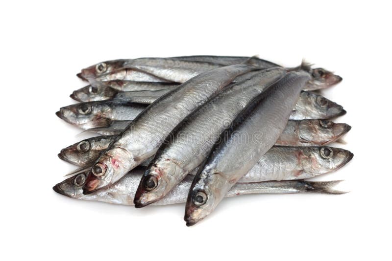 Acciuga immagine stock. Immagine di alimento, pesca, acciuga - 3582421