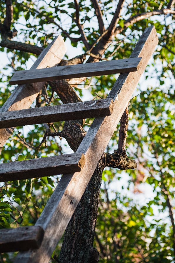 Accommodation Ladder To Fruit Tree in Green Garden Stock Image - Image ...
