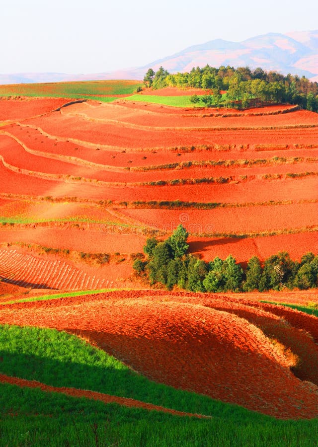Accompanied by Red Trees Land Terraced Landscape Stock Photo - Image of ...