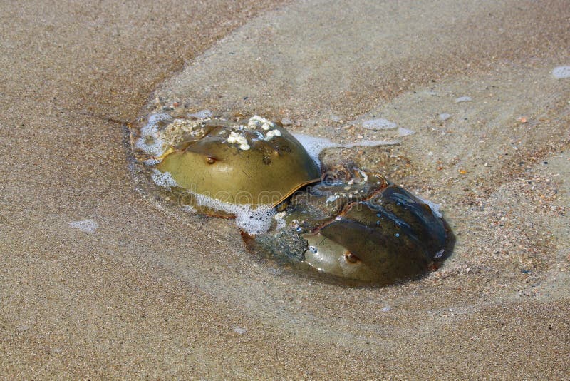 Limuli immagine stock. Immagine di marino, granchio, horseshoe - 34292819