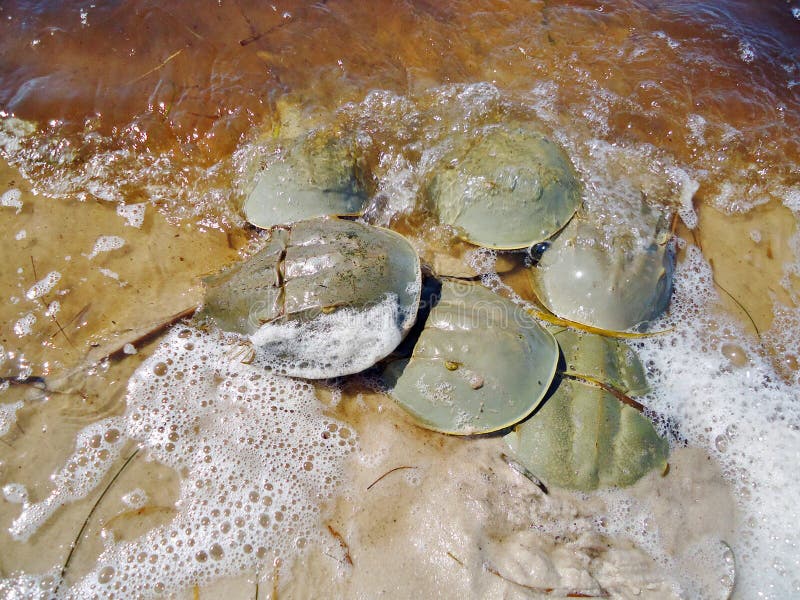 Accoppiamento dei limuli fotografia stock. Immagine di fiumi - 86636736