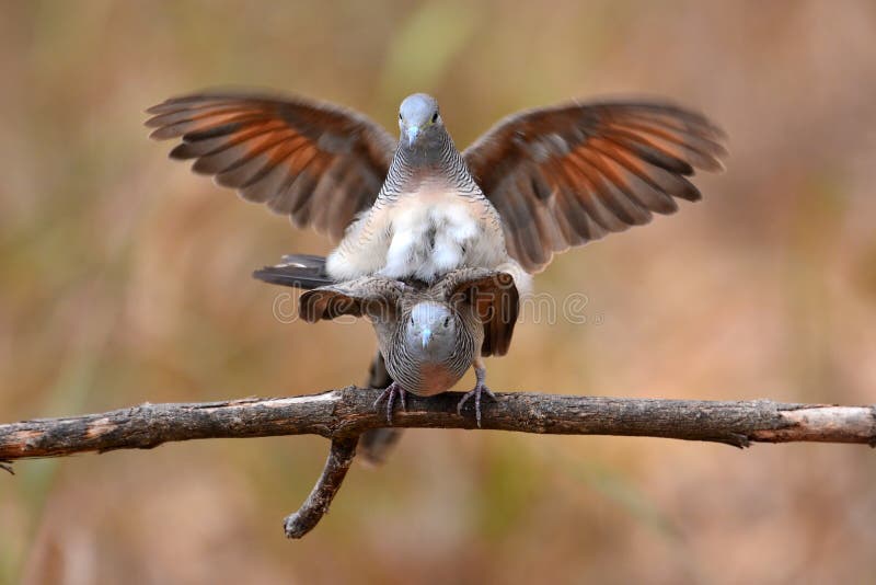 Accoppiamento Dell'uccello Della Colomba Della Zebra Immagine Stock ...