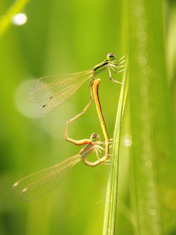Accoppiamento Di Damsella Nel Risone Fotografia Stock - Immagine di ...