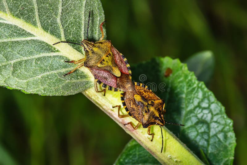 Insetto Dello Scudo Di Accoppiamento O Insetto Puzzolente Sull'emiptera ...