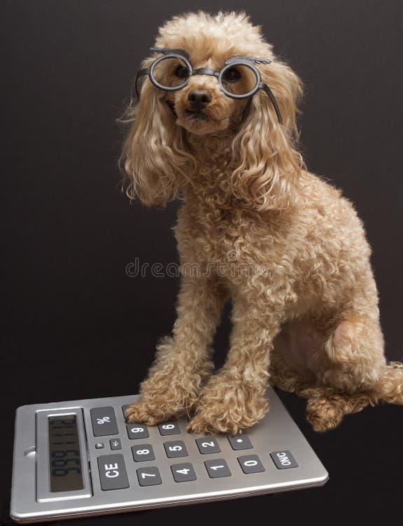 Accounting Dog stock photo. Image of money, crunching - 17507316