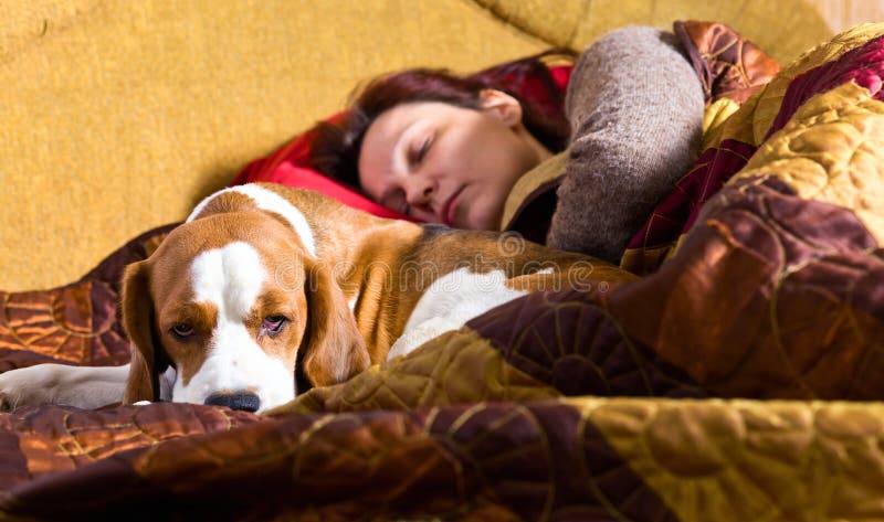 Compagnon image stock. Image du race, femelle, sieste - 23874161