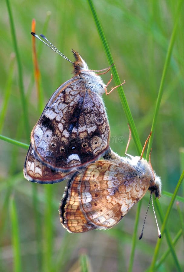 Babouins en accouplement image stock. Image of alimenter - 7878119