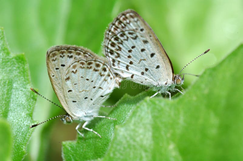 Accouplement image stock. Image du vert, été, fermer, écologie - 9942815
