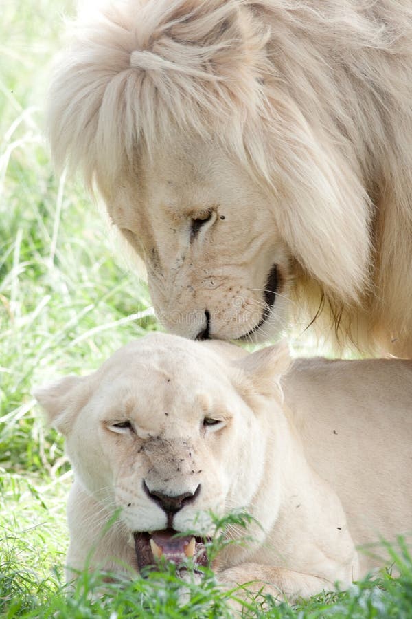 Accouplement Blanc De Lions Image stock - Image du blanc, accouplement ...