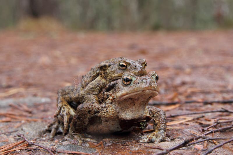 Saison D'accouplement De Grenouilles Photo stock - Image du crapauds ...