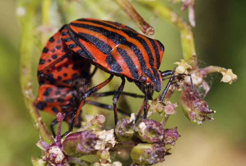 Accouplement d'anomalies photo stock. Image du rouge - 20134864