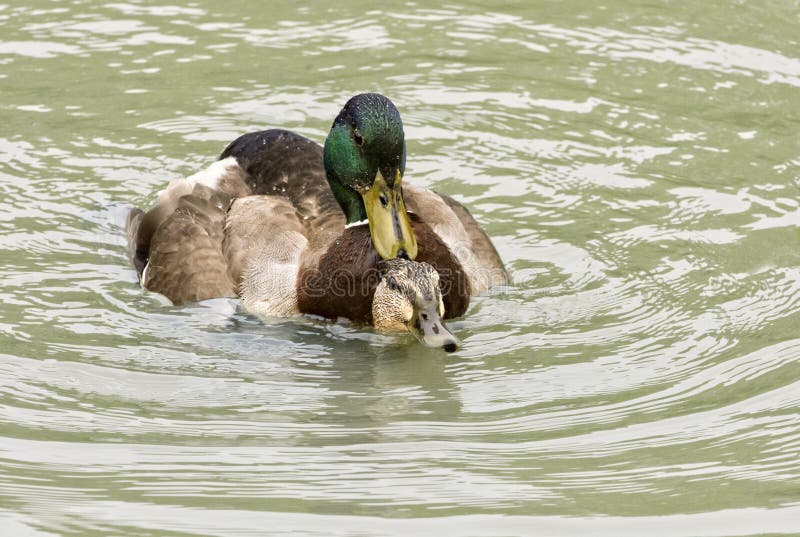 Accouplement De Canards De Mallard Photo stock - Image du étang ...