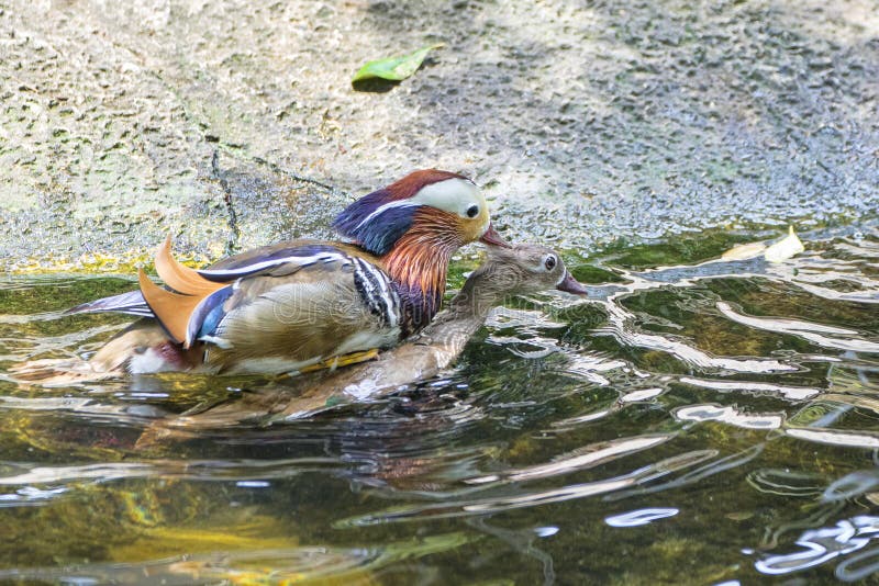 Accouplement de canards image stock. Image du verticale - 31293433
