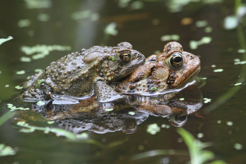 Accouplement De Crapauds Américains (Bufo Américanus) Photo stock ...