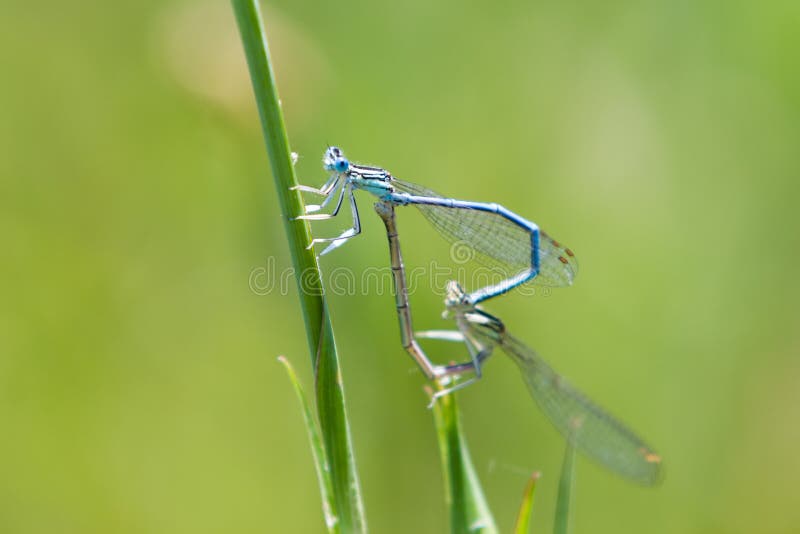 Accouplement De Damselflies Photo stock - Image du damselfly, fond ...