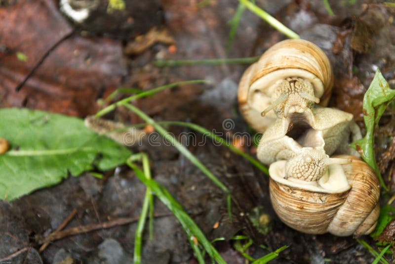Accouplement De Pomatia D'helice Photo stock - Image du escargot ...