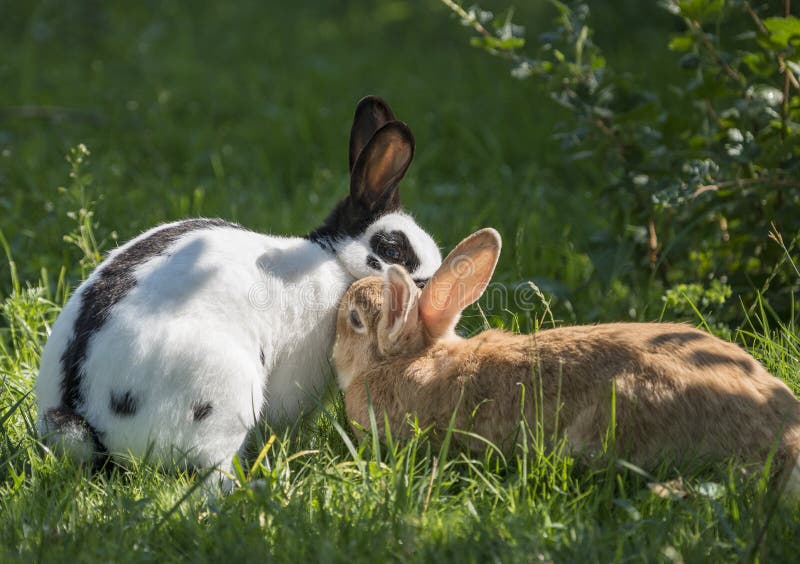 Photos de Lapins De Accouplement - Photos de stock gratuites et libres ...
