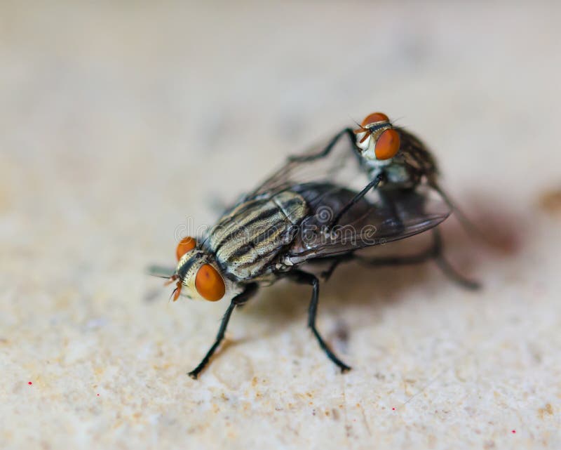 Élevage De Mouche Domestique Photo stock - Image du faune, propagation ...