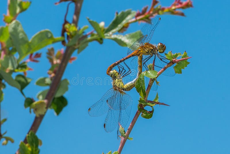 Accouplement de libellule photo stock. Image du insecte - 35608326