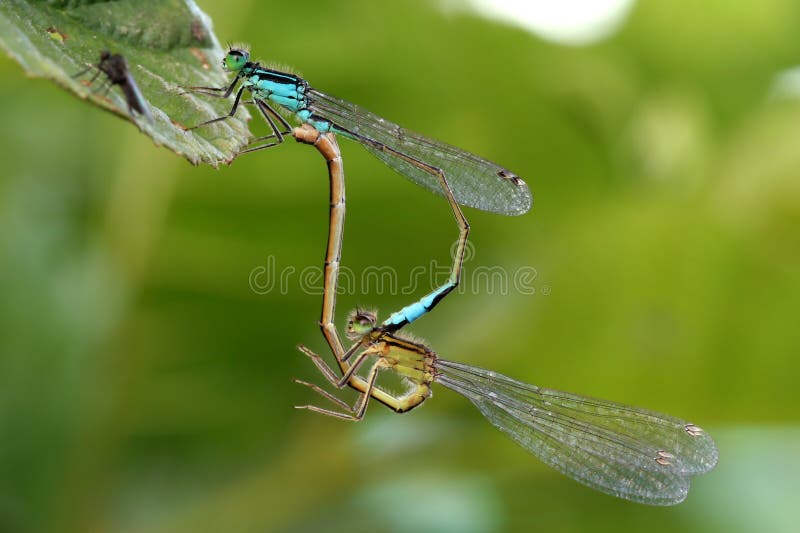 Accouplement De Damselflies Image stock - Image du animal, femelle ...