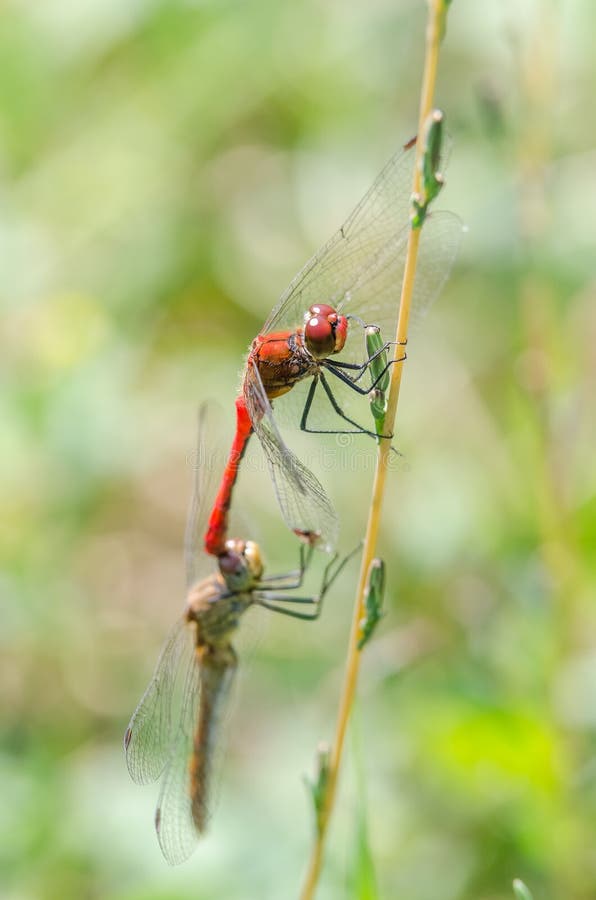 Deux Libellules Rouges Joignant En Vol Image stock - Image du ...