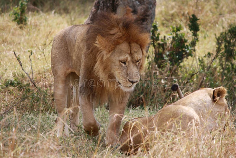 Accouplement De Lion Et De Lionne Photo stock - Image du dîner, kenya ...