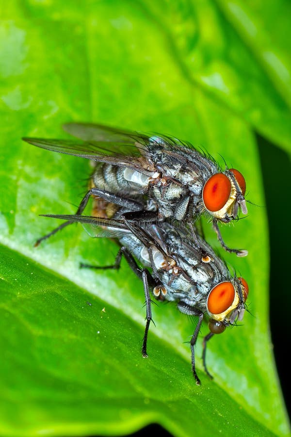 Accouplement De Mouche Domestique Photo stock - Image du oeufs, santé ...