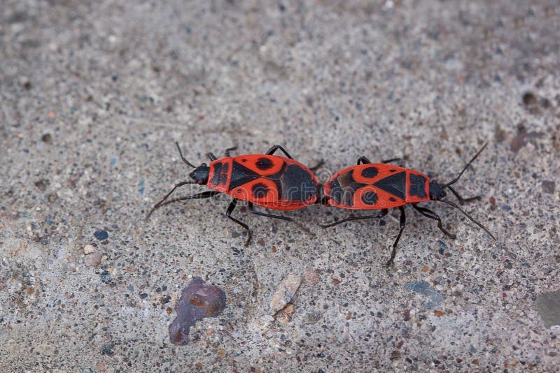 Accouplement De Petit Insecte Rouge Du Soldat Deux Photo stock - Image ...