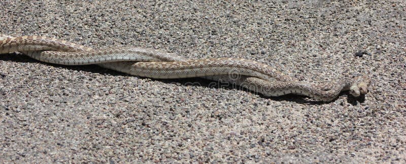 Accouplement De Serpents De Gopher Photo stock - Image du accouplement ...