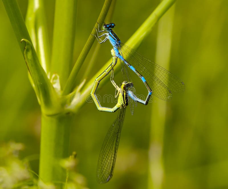 Accouplement Des Libellules Photo stock - Image du patte, centrale ...