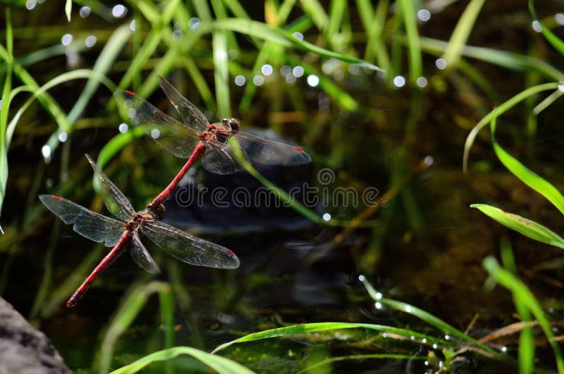 Accouplement Des Libellules Rouges Image stock - Image du biologique ...