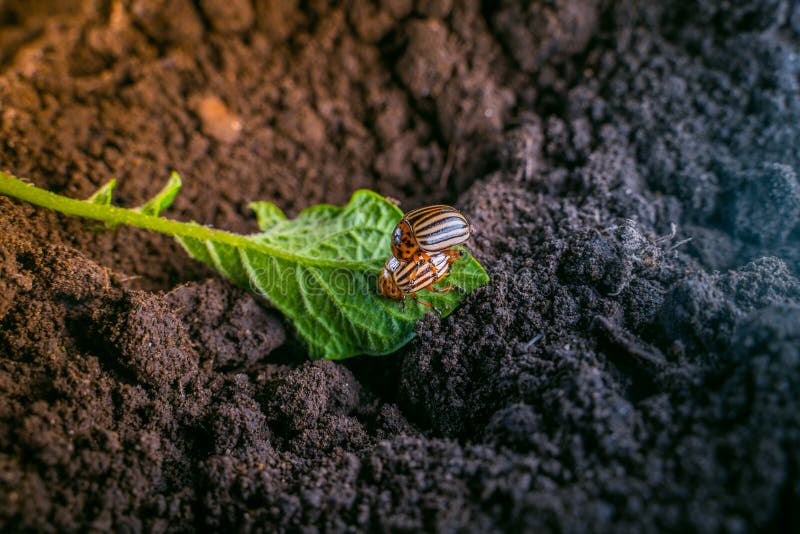 Accouplement Et Reproduction Des Insectes Du Colado Image stock - Image ...